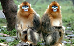Yangtze River Wildlife, Animals Living along the Yangtze River